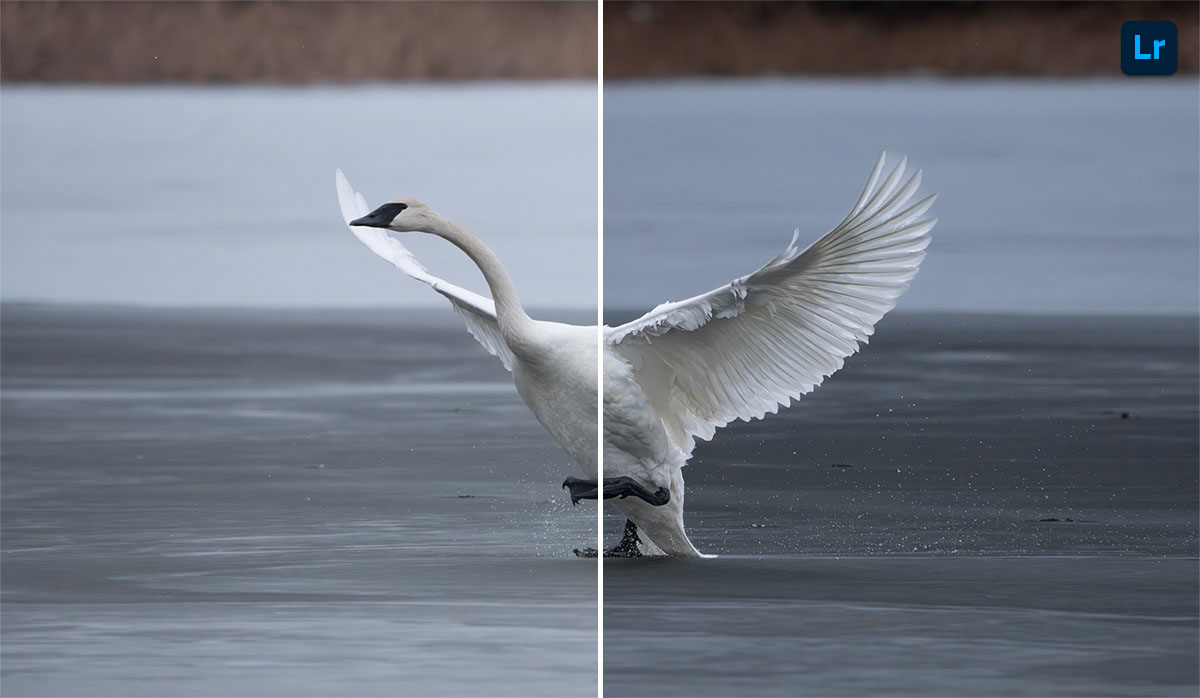 Trumpeter Swan | Edit | Photoshop Lightroom