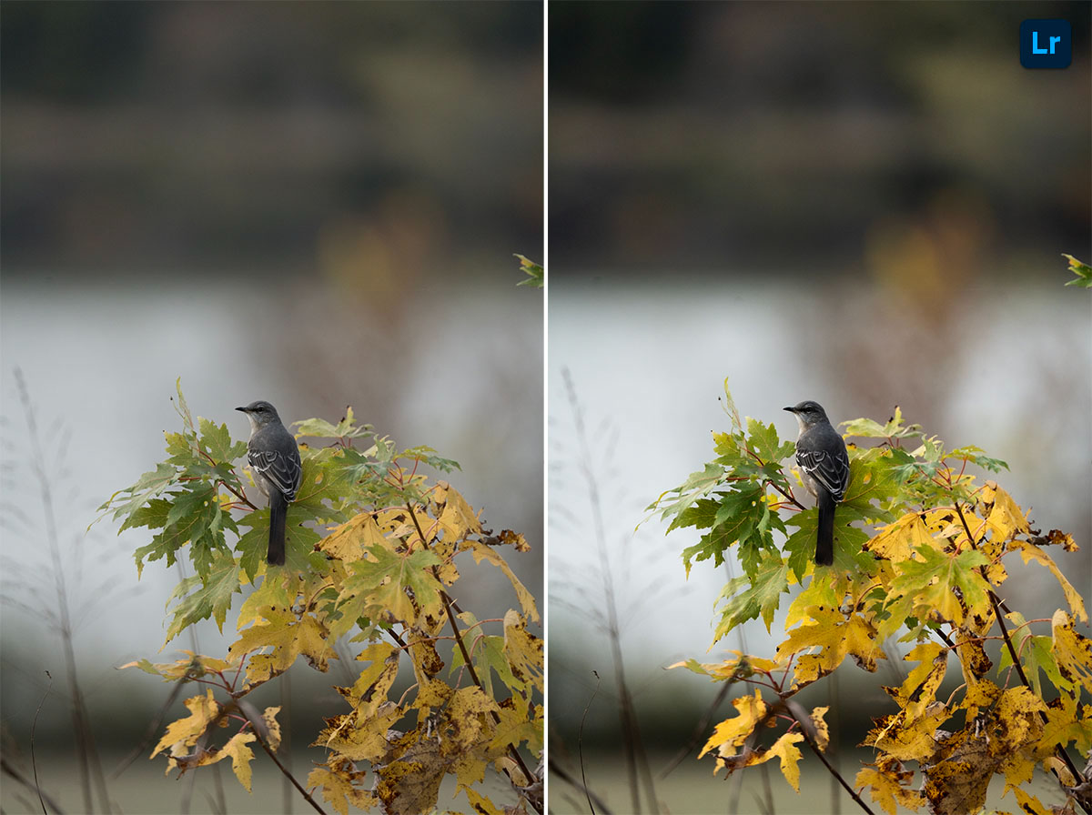 bird | Remix | Photoshop Lightroom