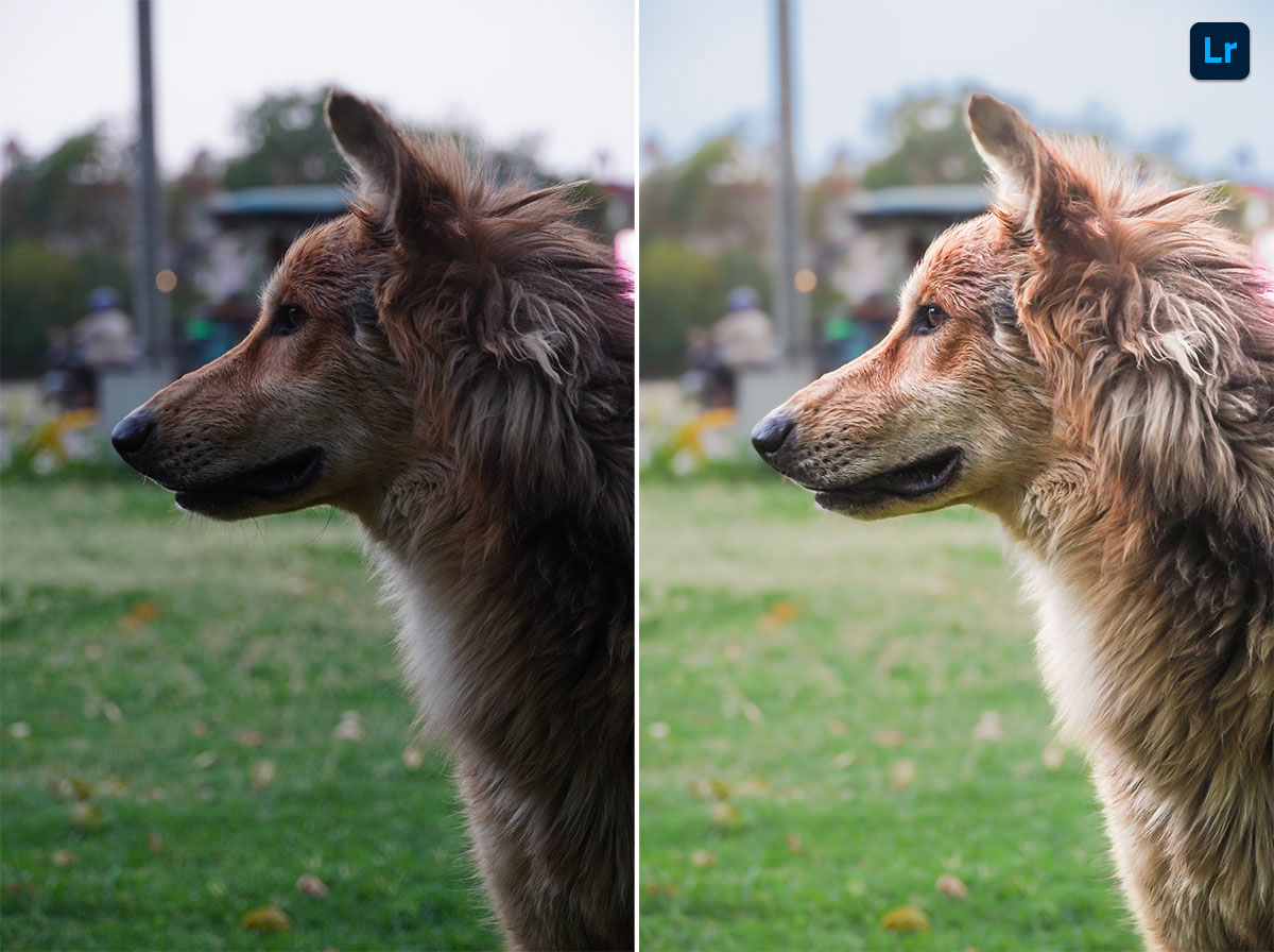 Dog | Edit | Photoshop Lightroom