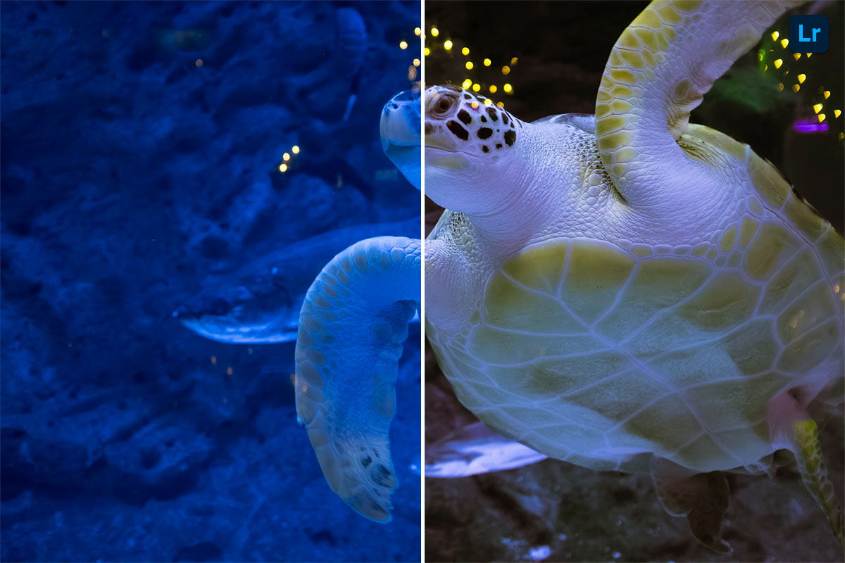 Turtle | Remix | Photoshop Lightroom