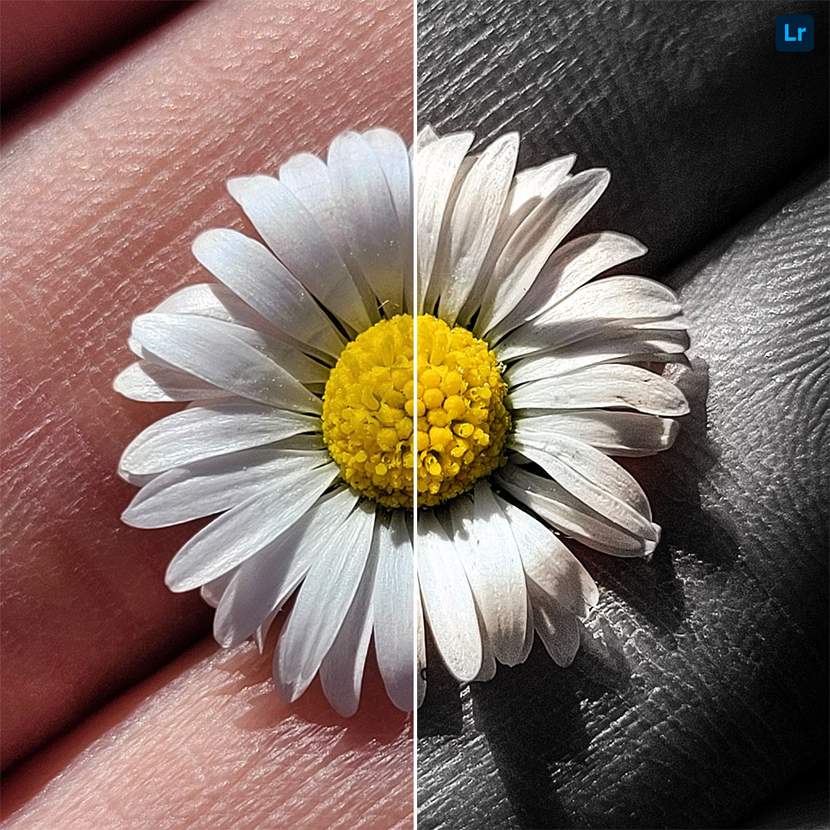 Daisy | Edit | Photoshop Lightroom