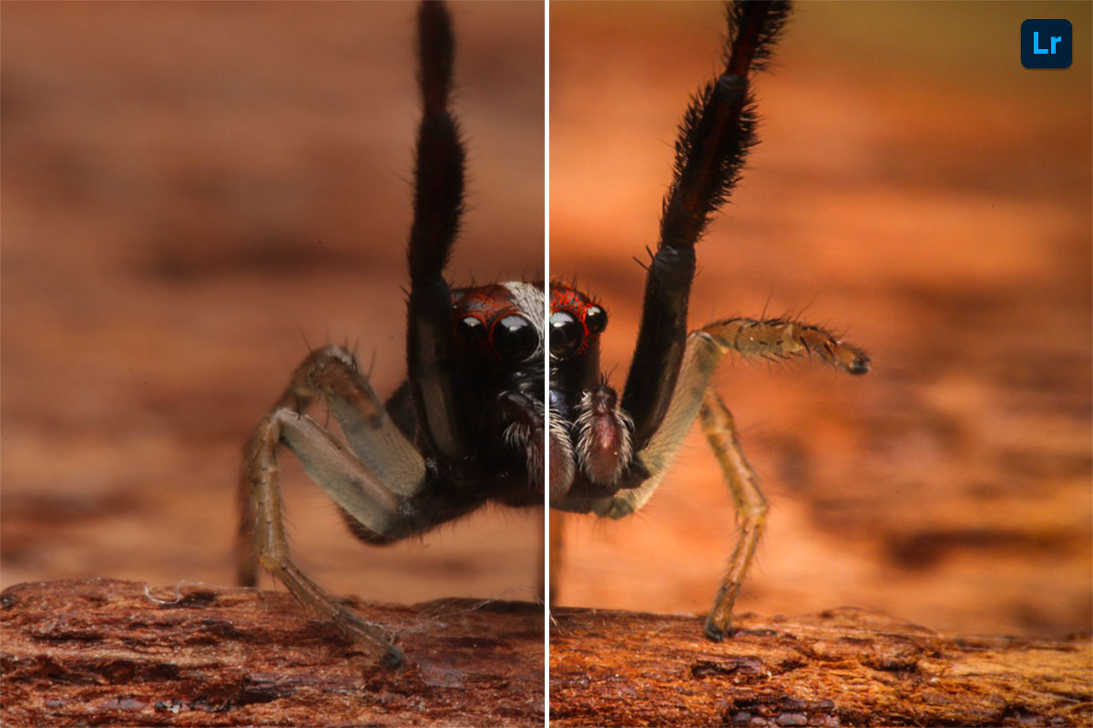Jumping spider | Edit | Photoshop Lightroom