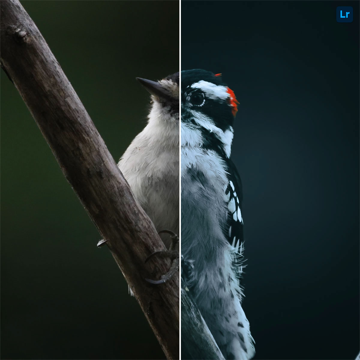 Woody | Edit | Photoshop Lightroom