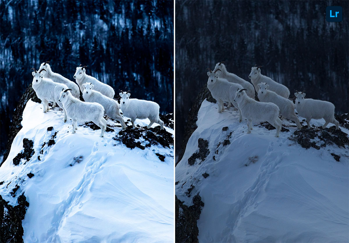 Winter's Sheep | Edit | Photoshop Lightroom