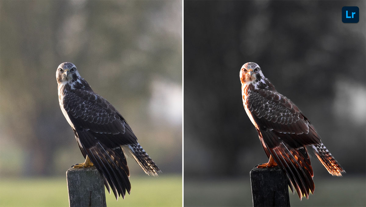 Bird | Remix | Photoshop Lightroom