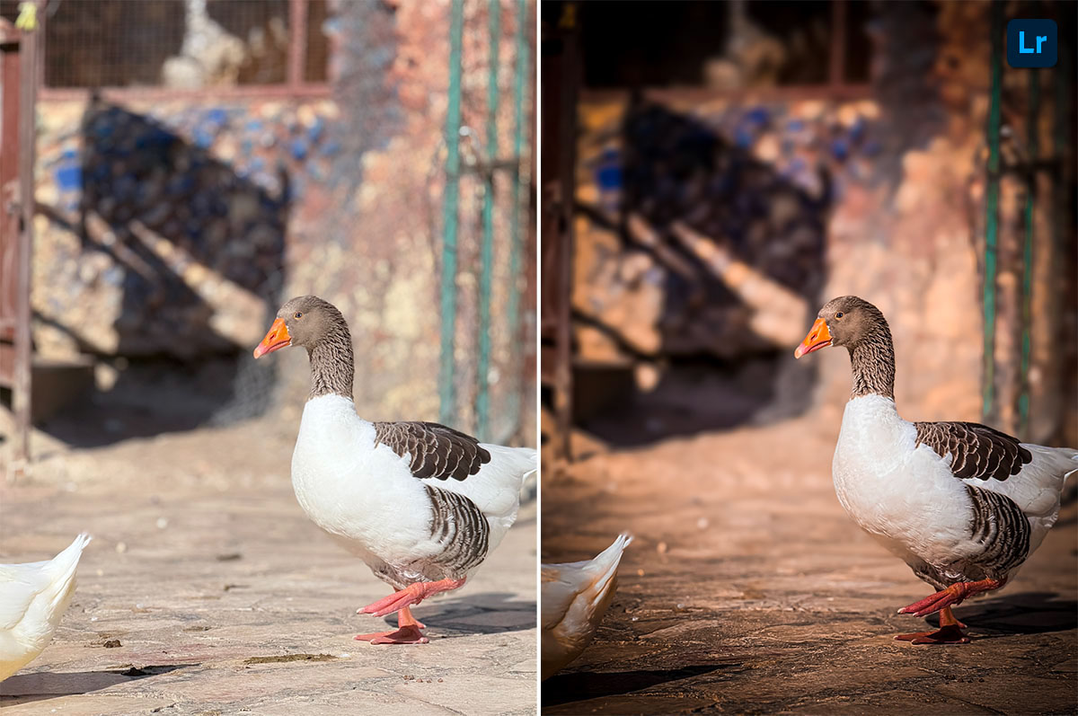 The goose | Edit | Photoshop Lightroom