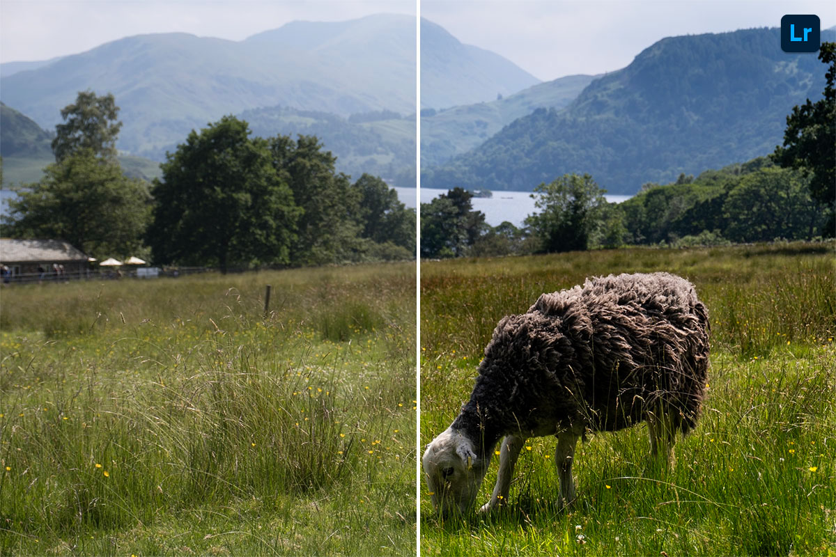 Sheep | Edit | Photoshop Lightroom
