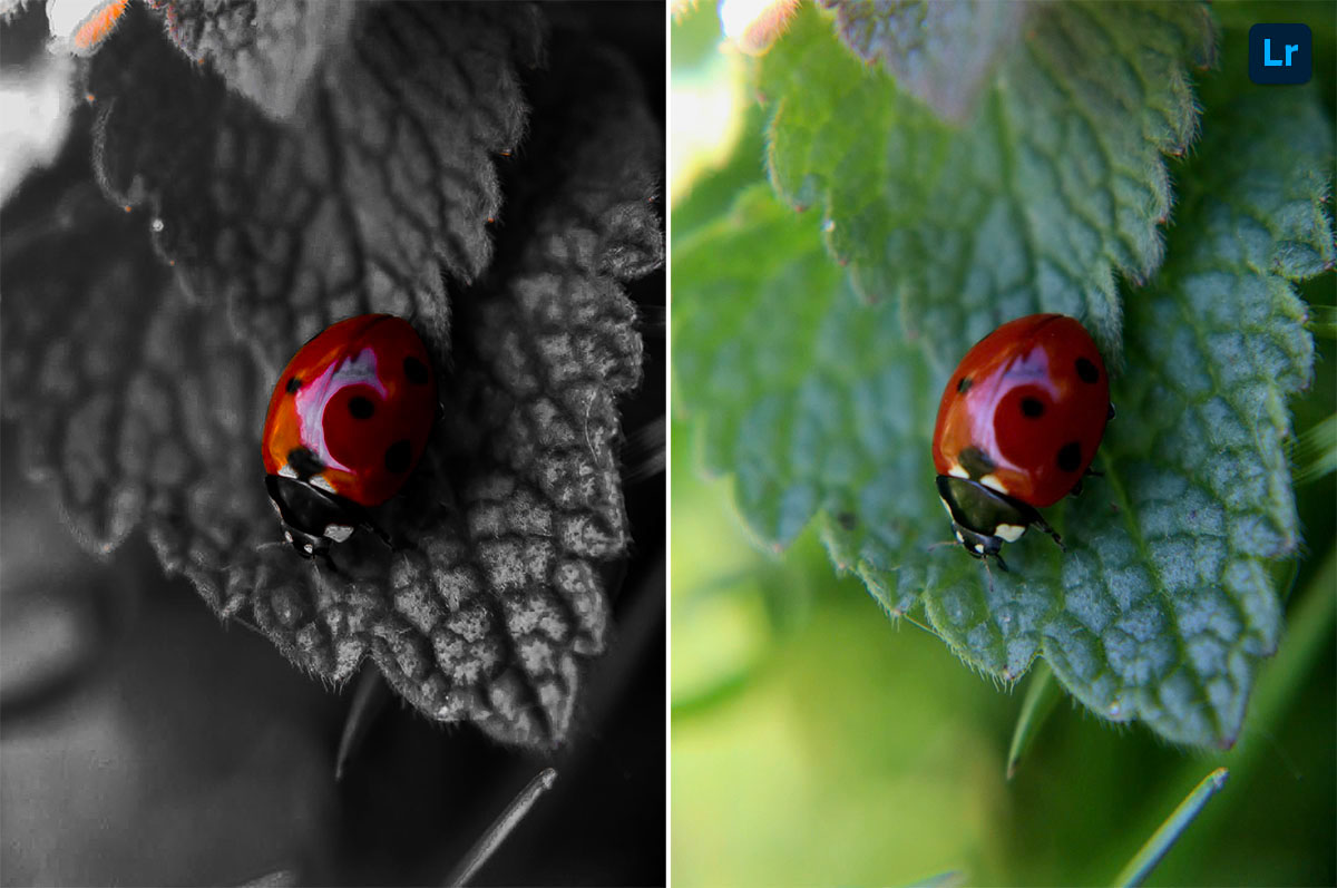 Bug Macro | Remix | Photoshop Lightroom