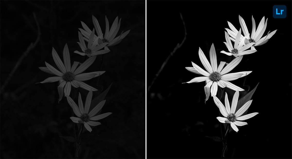 Monochrome | Edit | Photoshop Lightroom