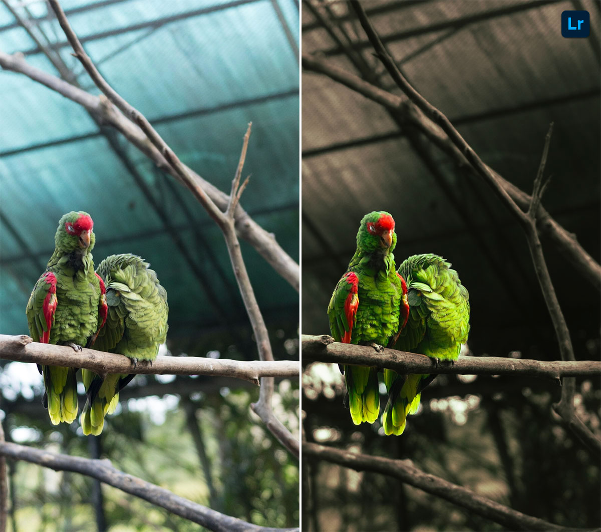 Birds | Remix | Photoshop Lightroom