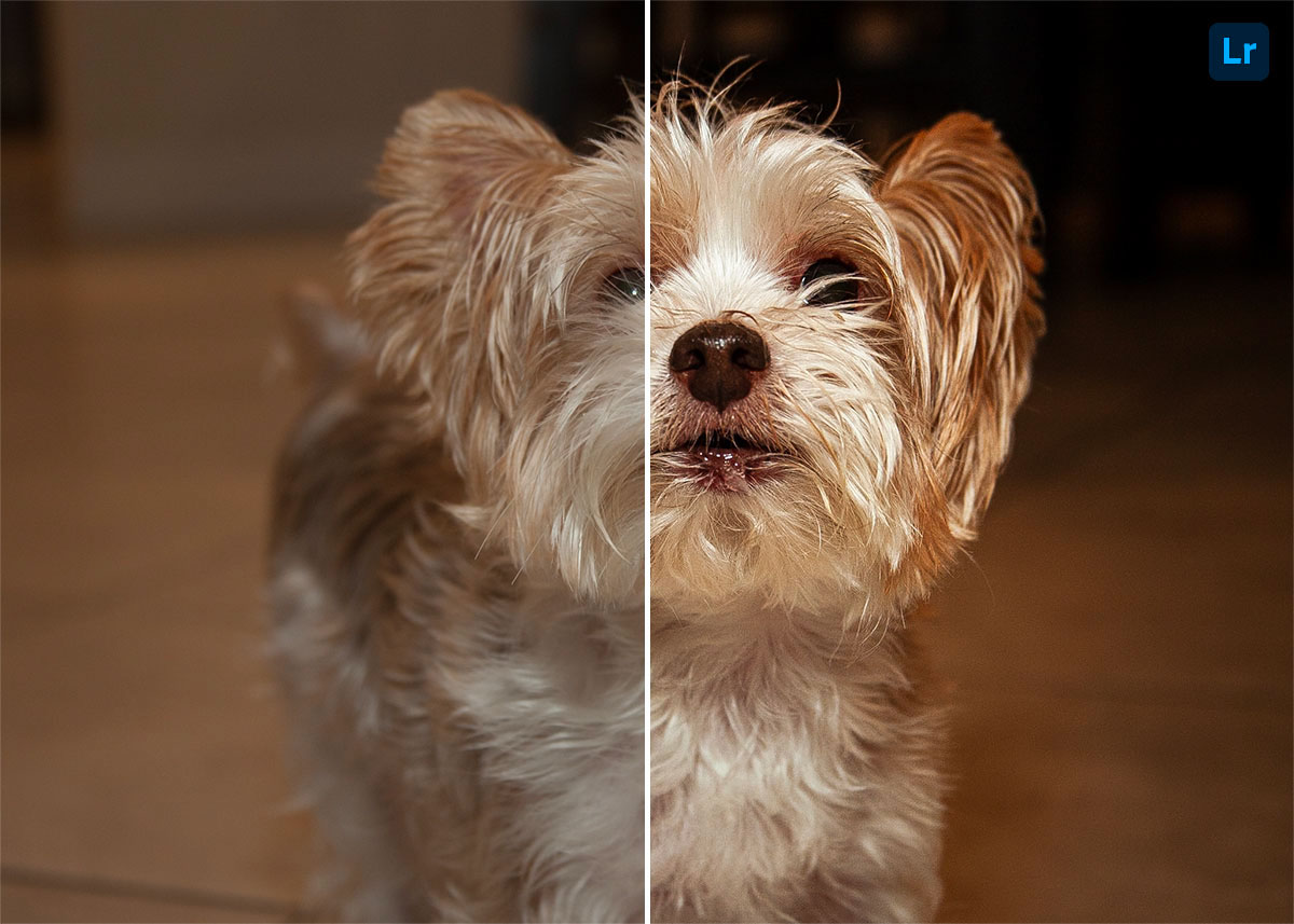 Chico | Edit | Photoshop Lightroom