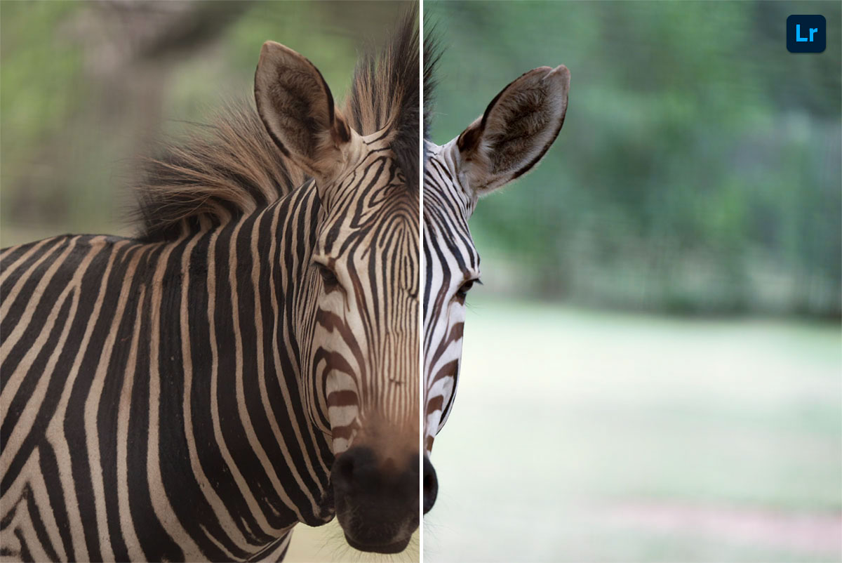 Zebra | Edit | Photoshop Lightroom