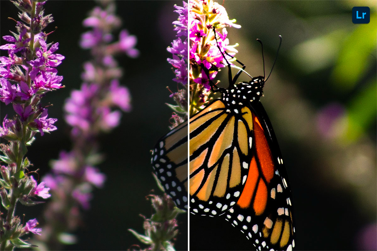 Monarch | Edit | Photoshop Lightroom