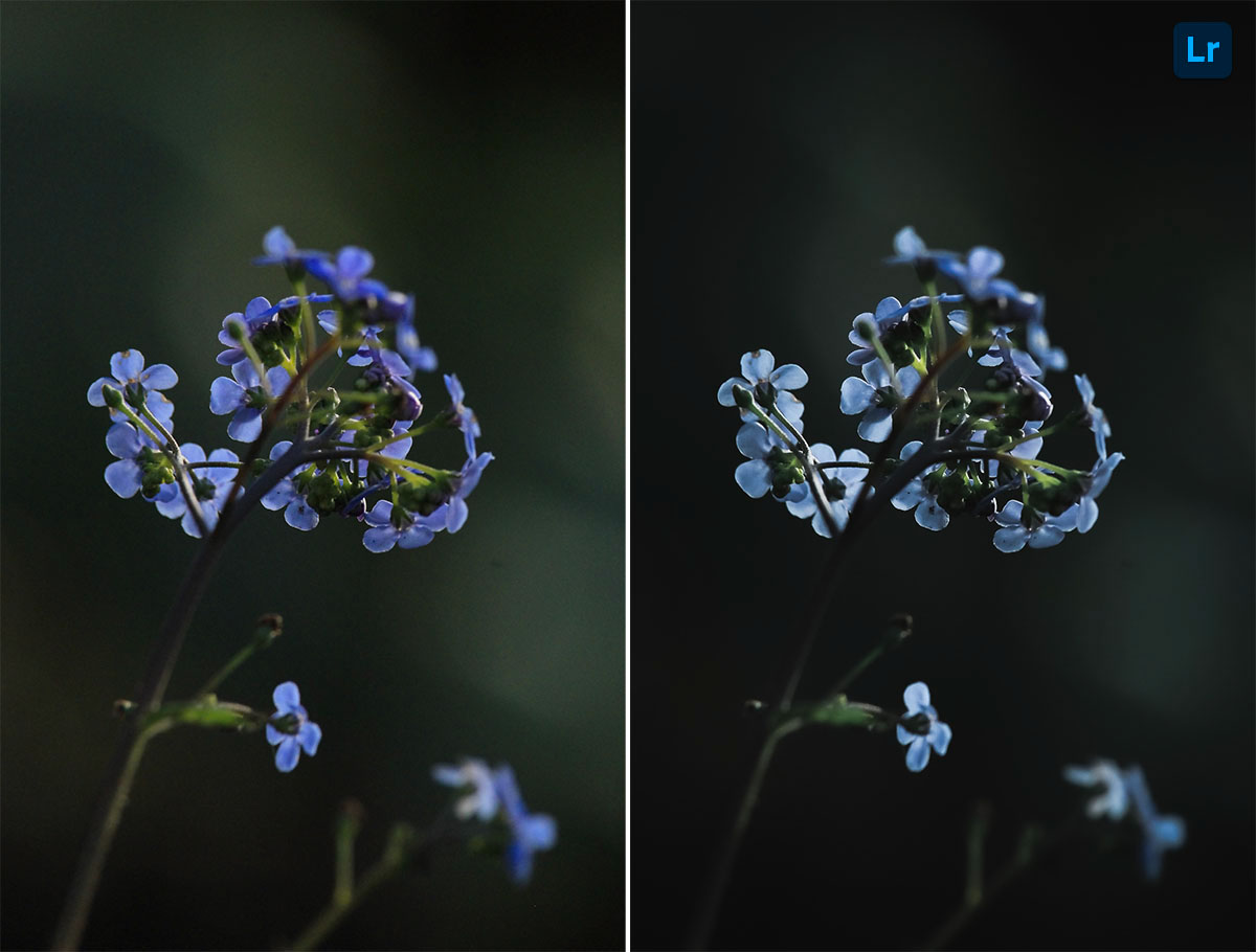Bloom | Edit | Photoshop Lightroom