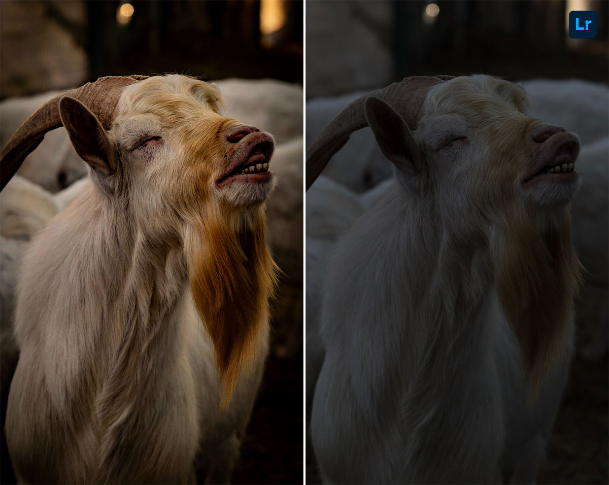 Goat | Edit | Photoshop Lightroom