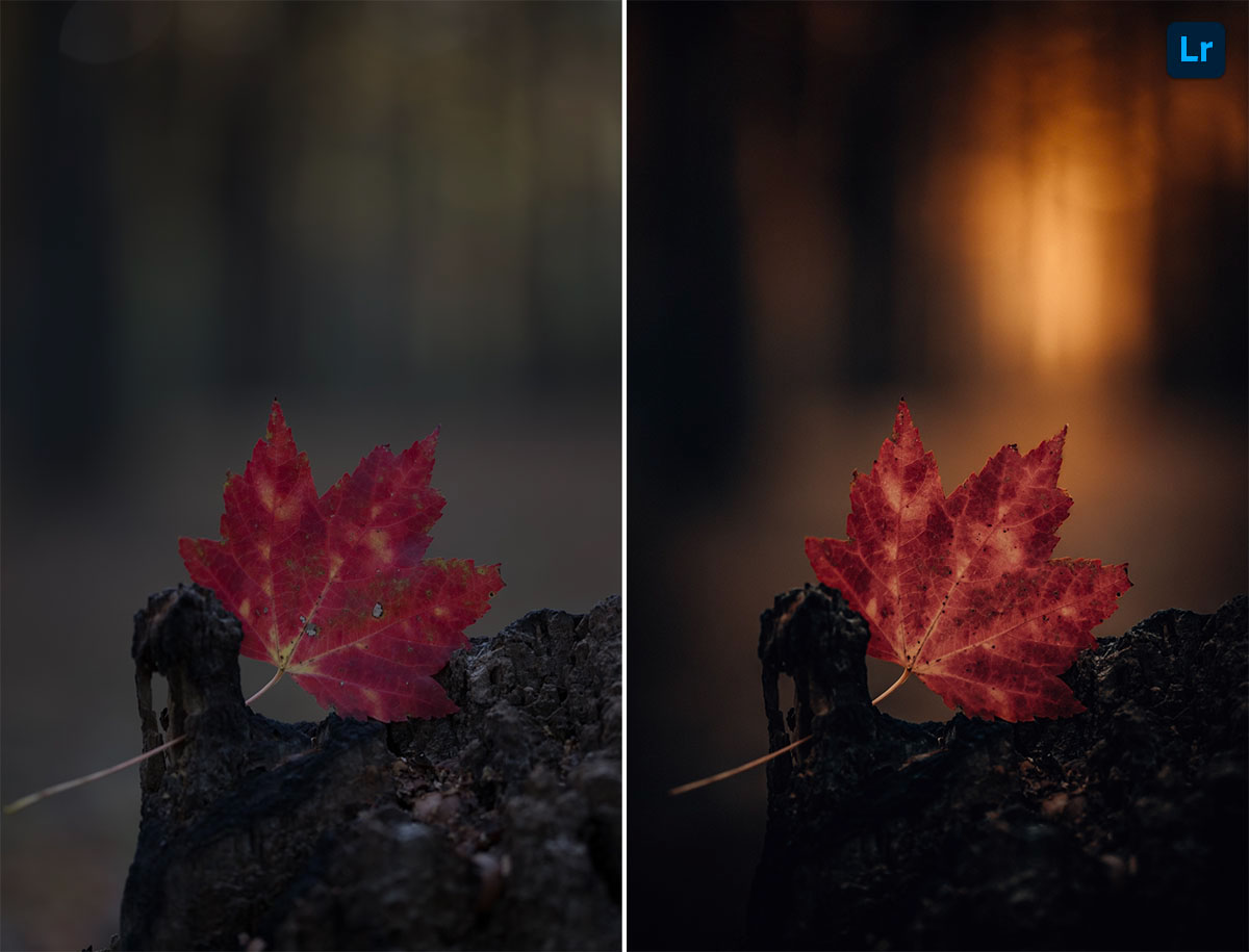 Leaf | Edit | Photoshop Lightroom