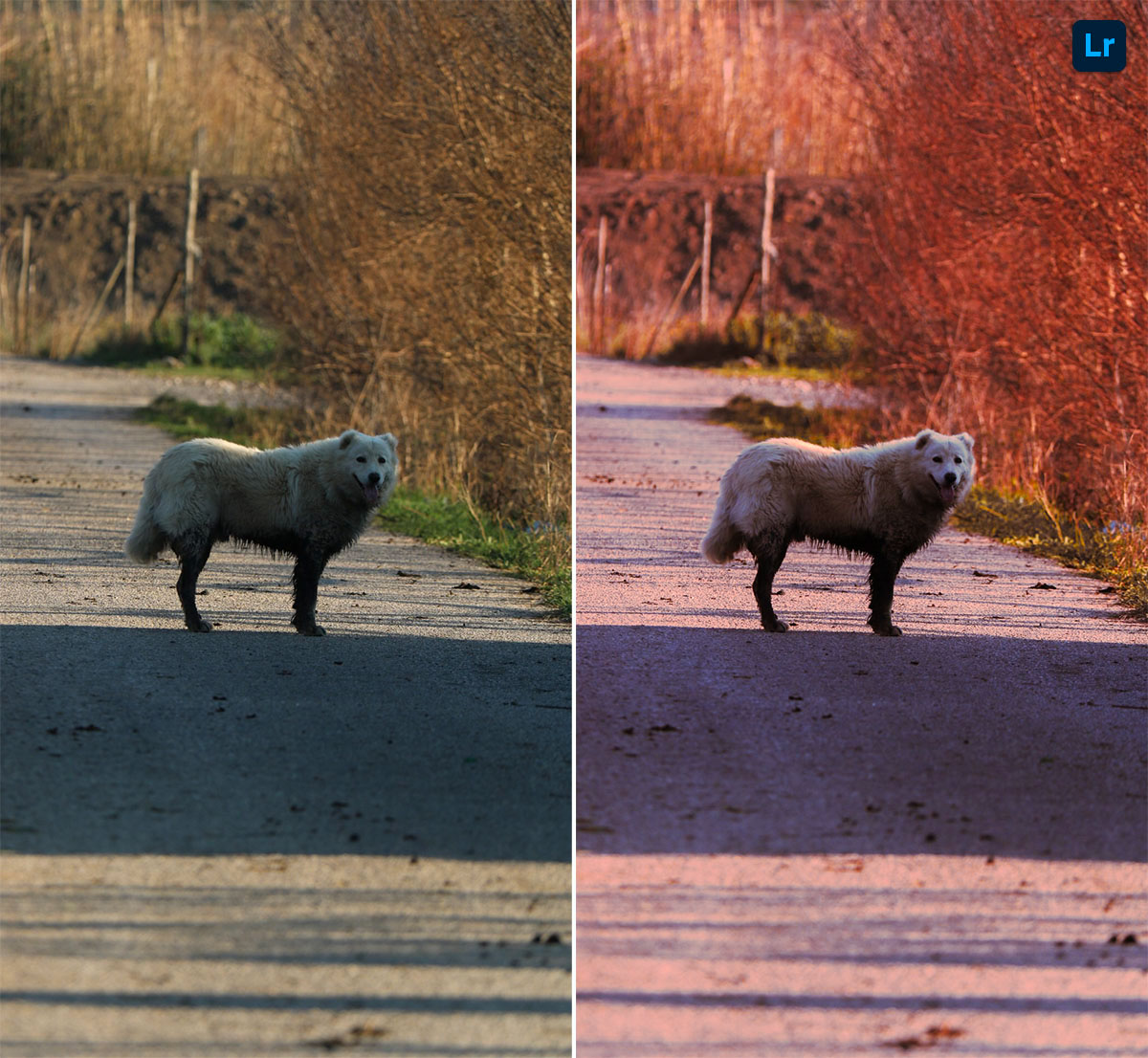 Dog | Remix | Photoshop Lightroom