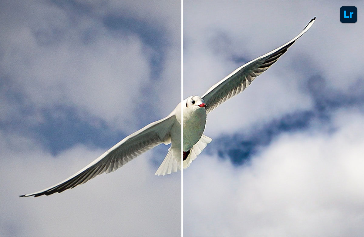 Bird | Remix | Photoshop Lightroom