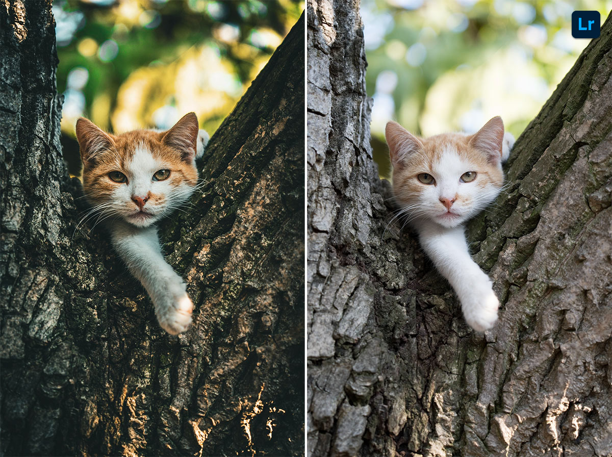 🐈 Cat preset | Edit | Photoshop Lightroom