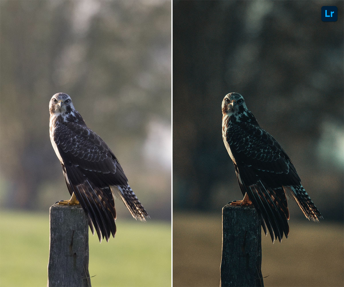 Bird | Remix | Photoshop Lightroom