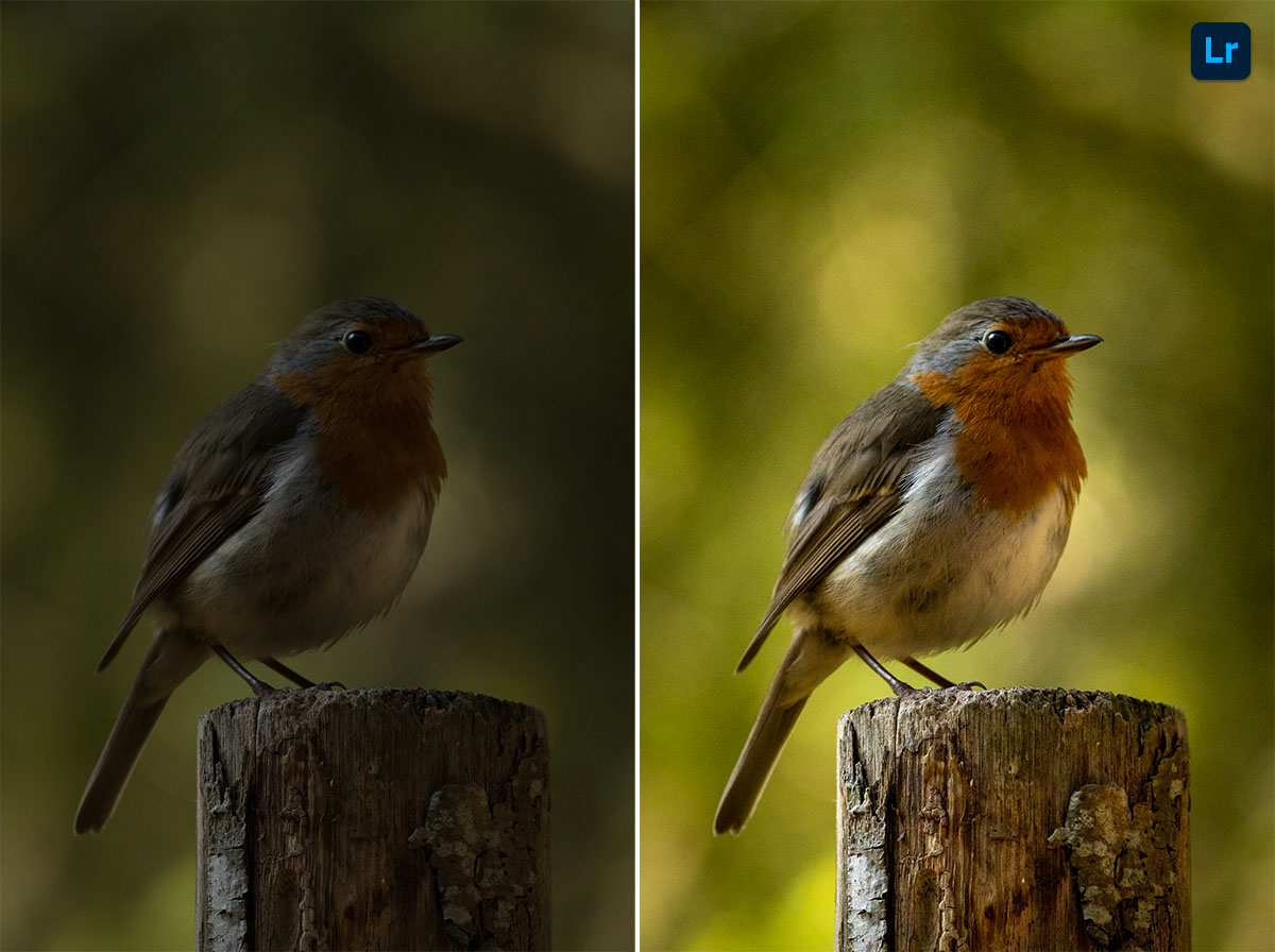 Robin | Edit | Photoshop Lightroom