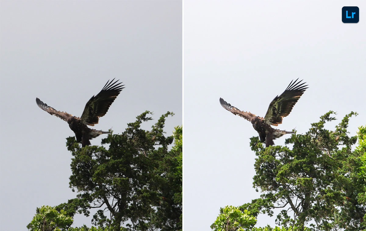eagle | Edit | Photoshop Lightroom