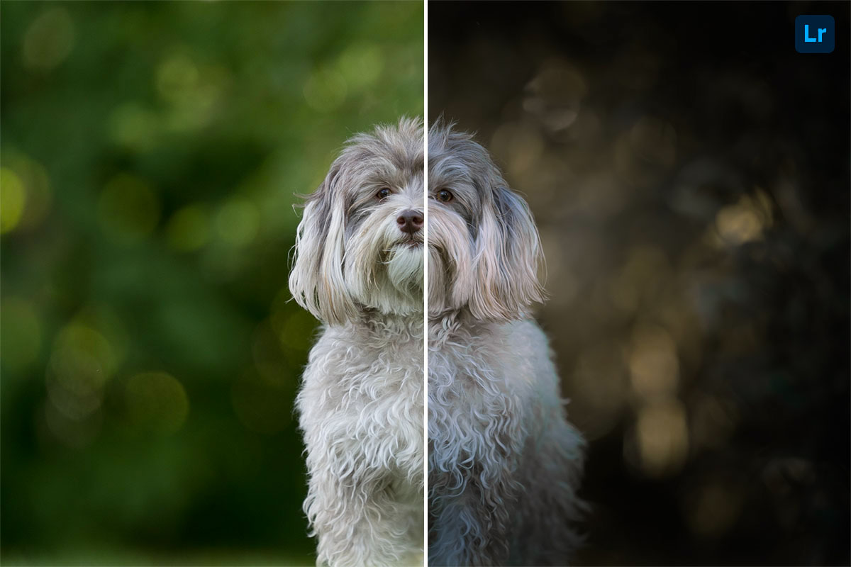 Regal Beagle | Remix | Photoshop Lightroom