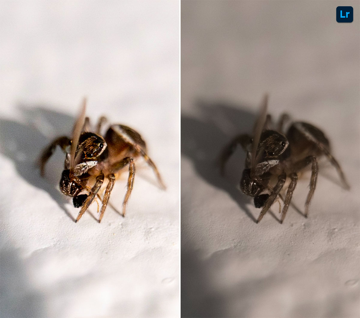 Spider eats a moscito | Edit | Photoshop Lightroom