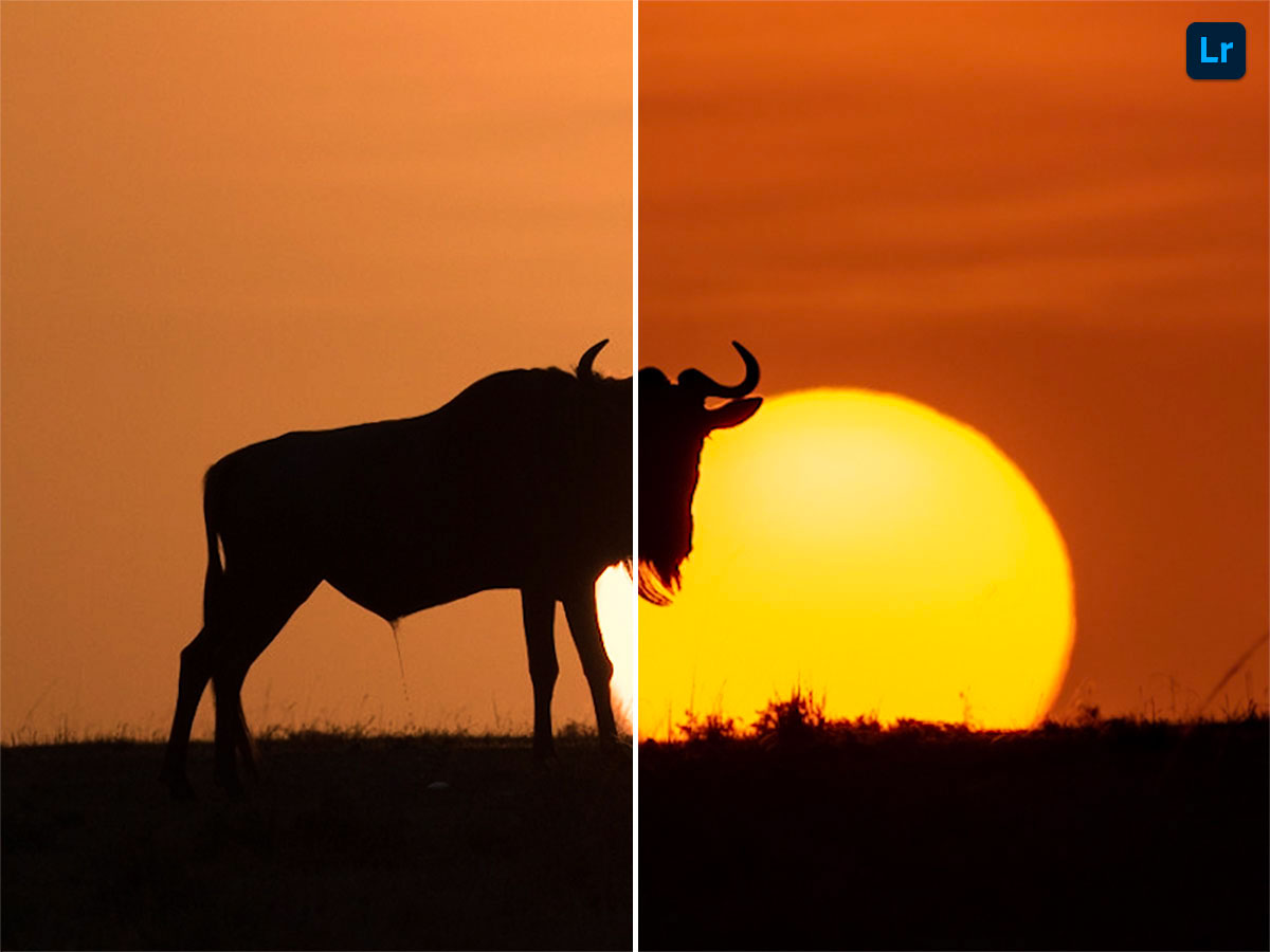 Sad 😔 buffalo 🐃 | Edit | Photoshop Lightroom