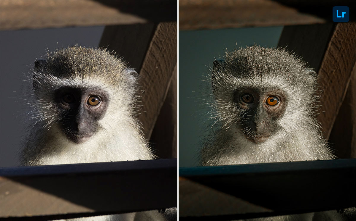 Vervet Monkey | Edit | Photoshop Lightroom
