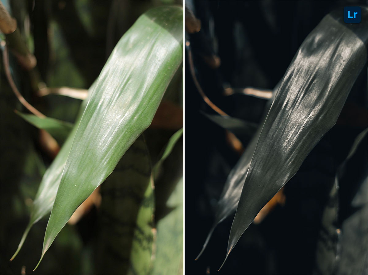 Nature | Edit | Photoshop Lightroom