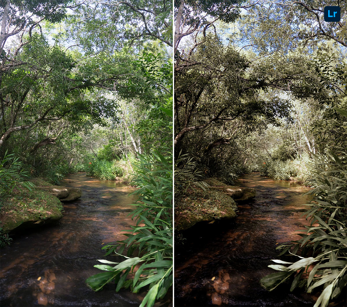 Naturaleza | Remix | Photoshop Lightroom