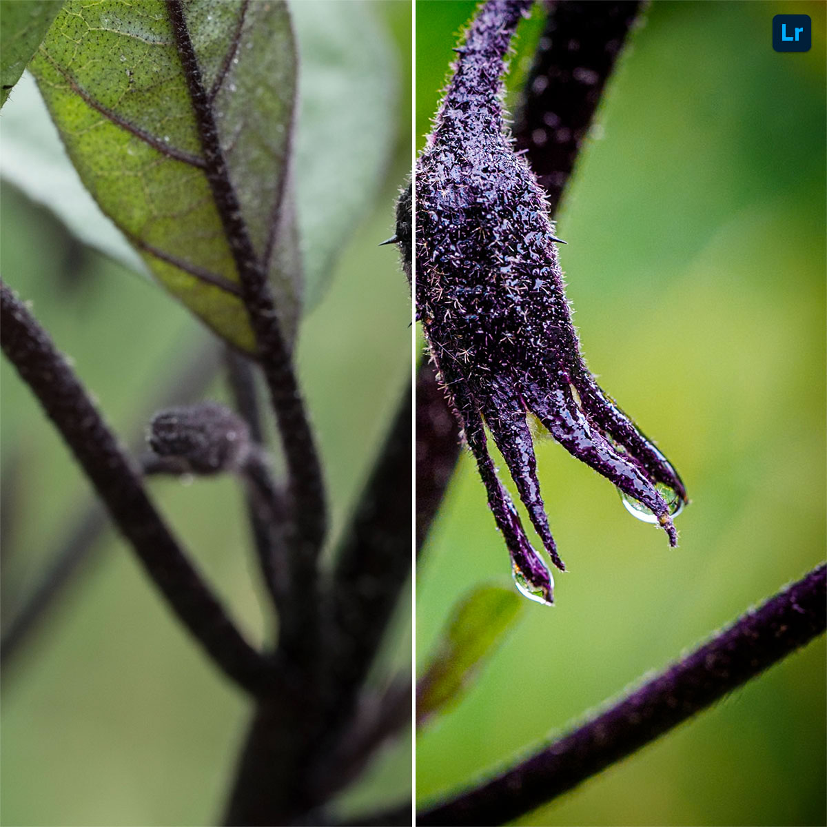 Garden Colors | Remix | Photoshop Lightroom