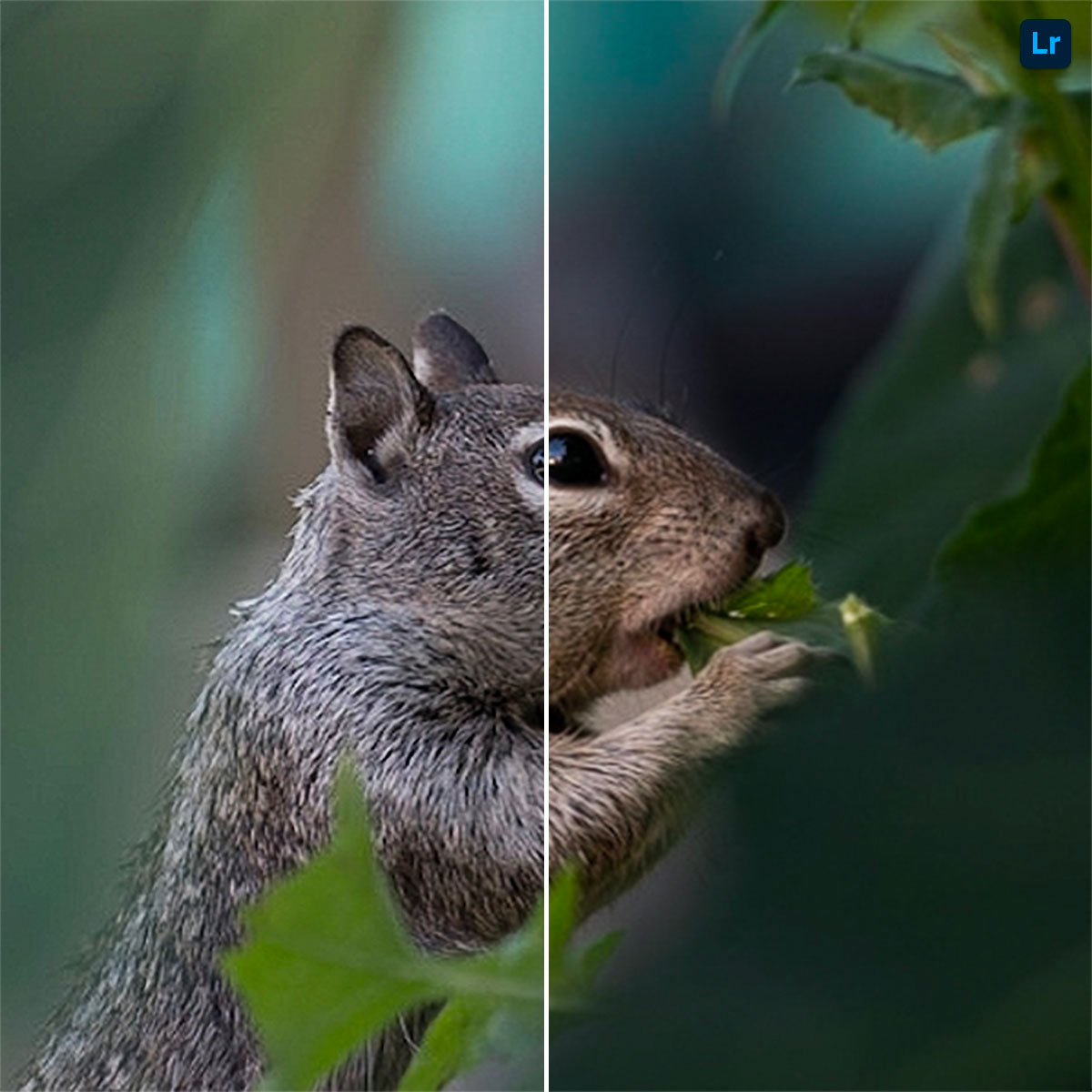 Baby squirrel | Edit | Photoshop Lightroom