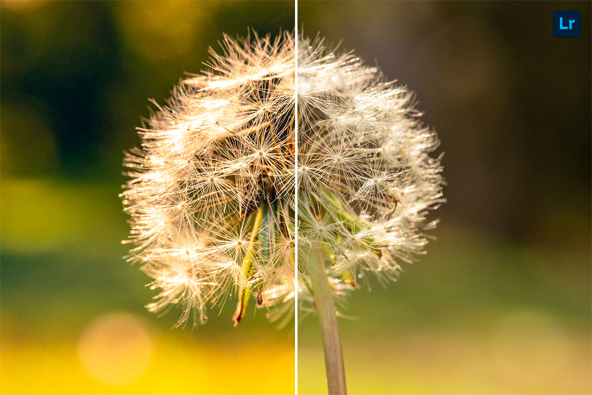Macro | Edit | Photoshop Lightroom