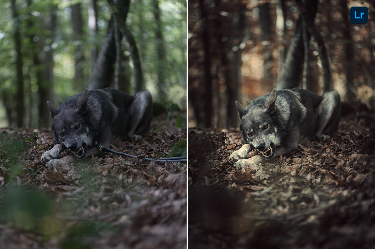 The Wolf 2 | Remix | Photoshop Lightroom