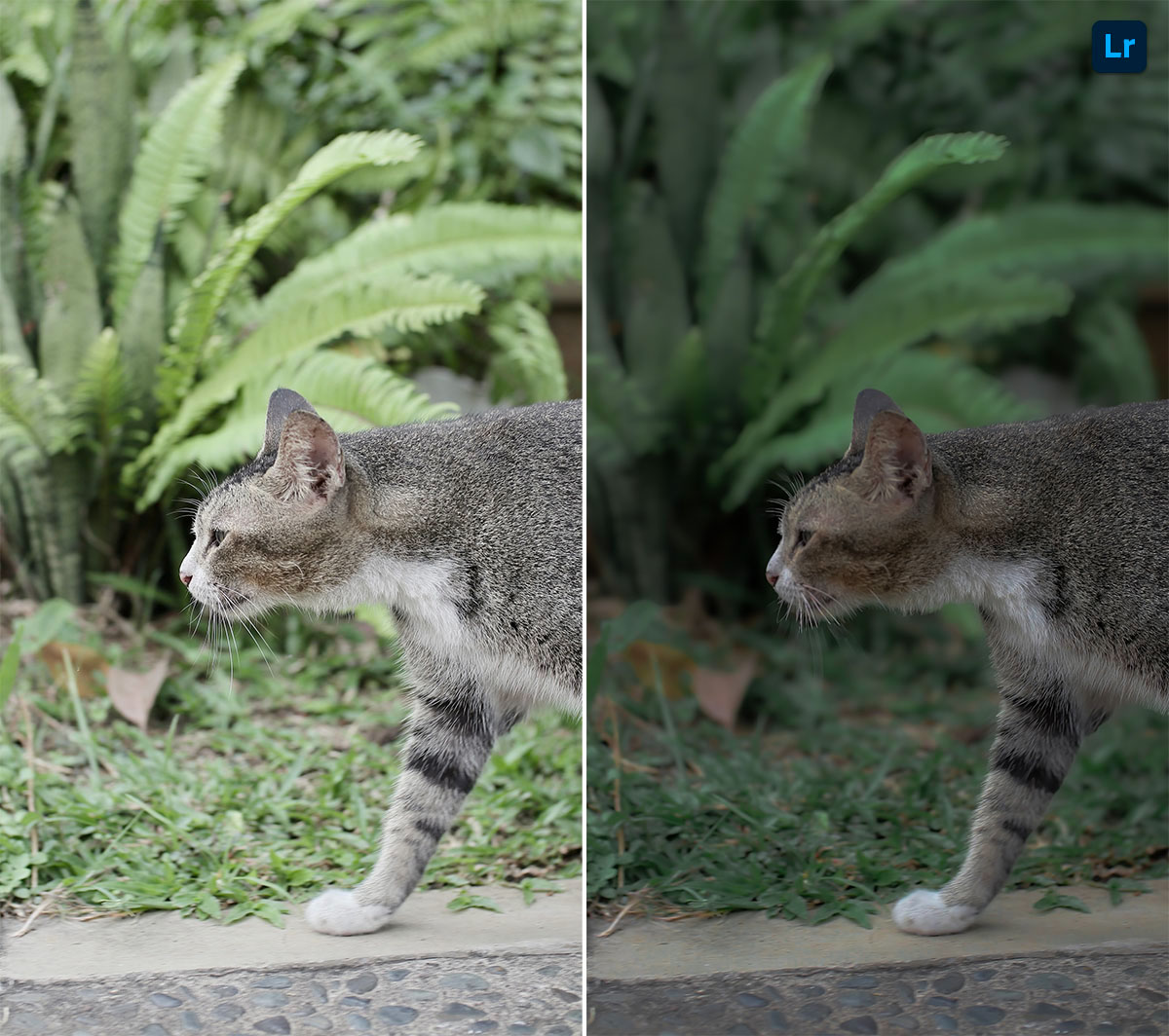 Cat | Remix | Photoshop Lightroom