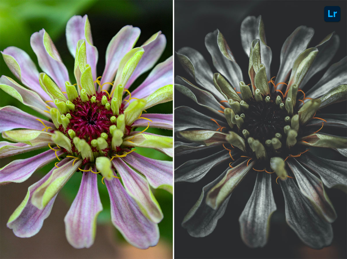 Dark aesthetic flower | Edit | Photoshop Lightroom