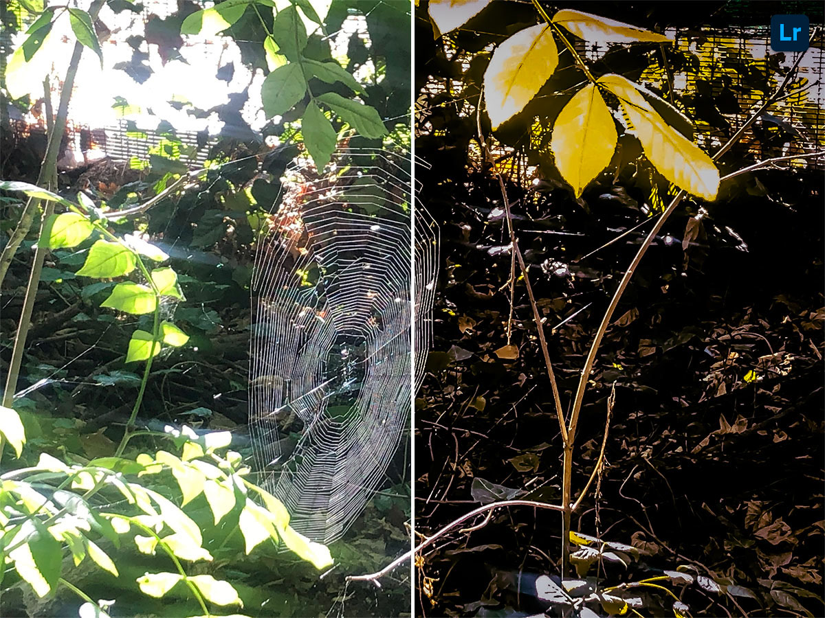 Web trap | Edit | Photoshop Lightroom