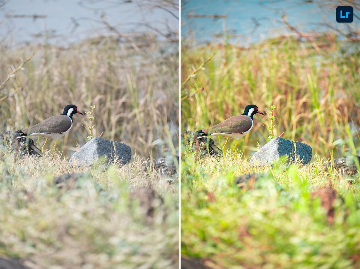 Bird | Edit | Photoshop Lightroom