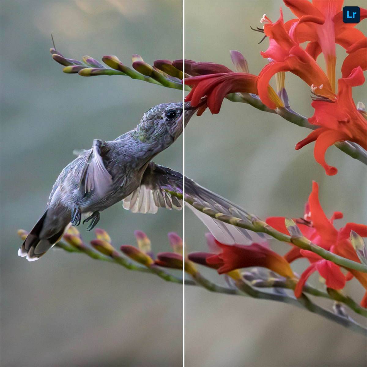 Hummingbird | Edit | Photoshop Lightroom