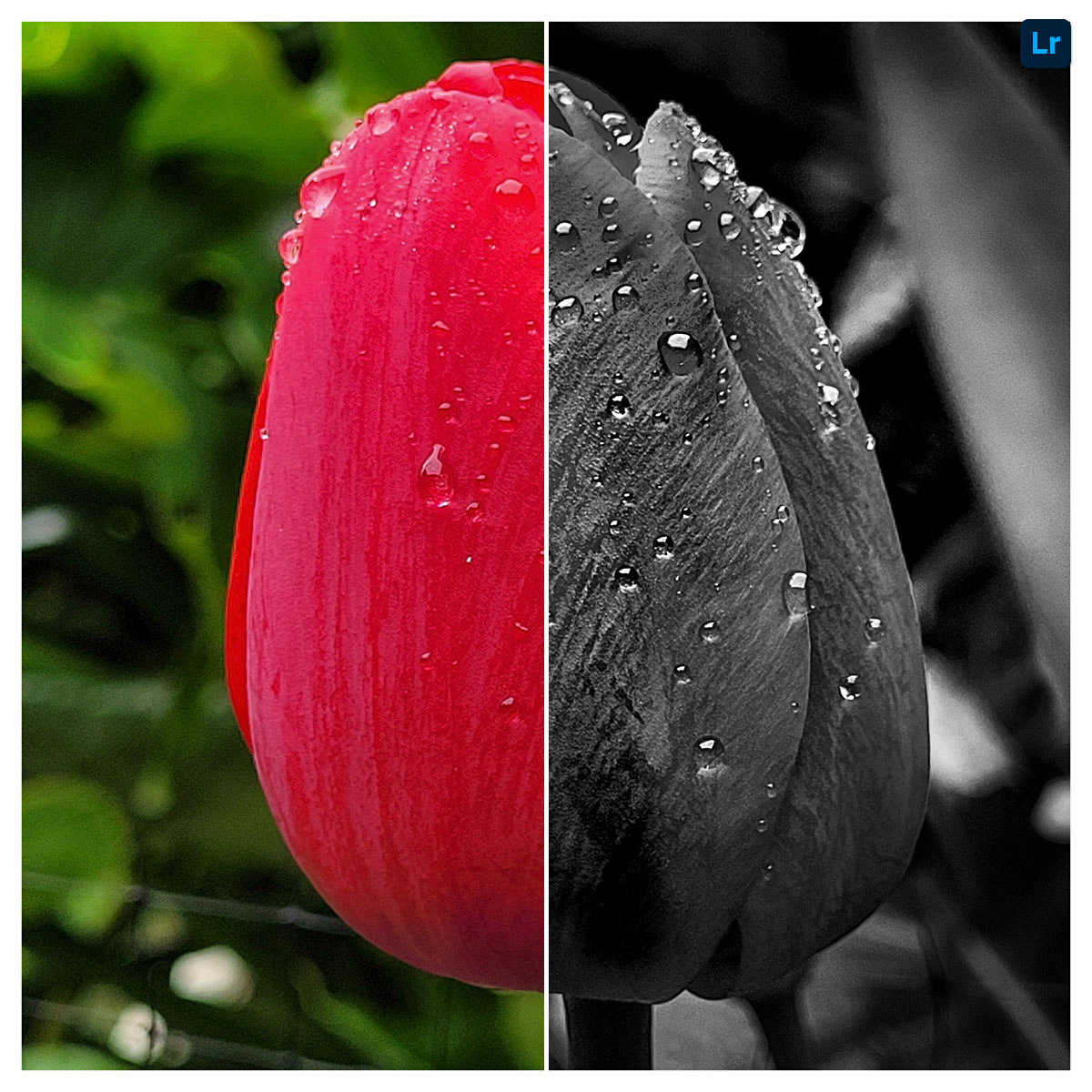 Tulip | Edit | Photoshop Lightroom