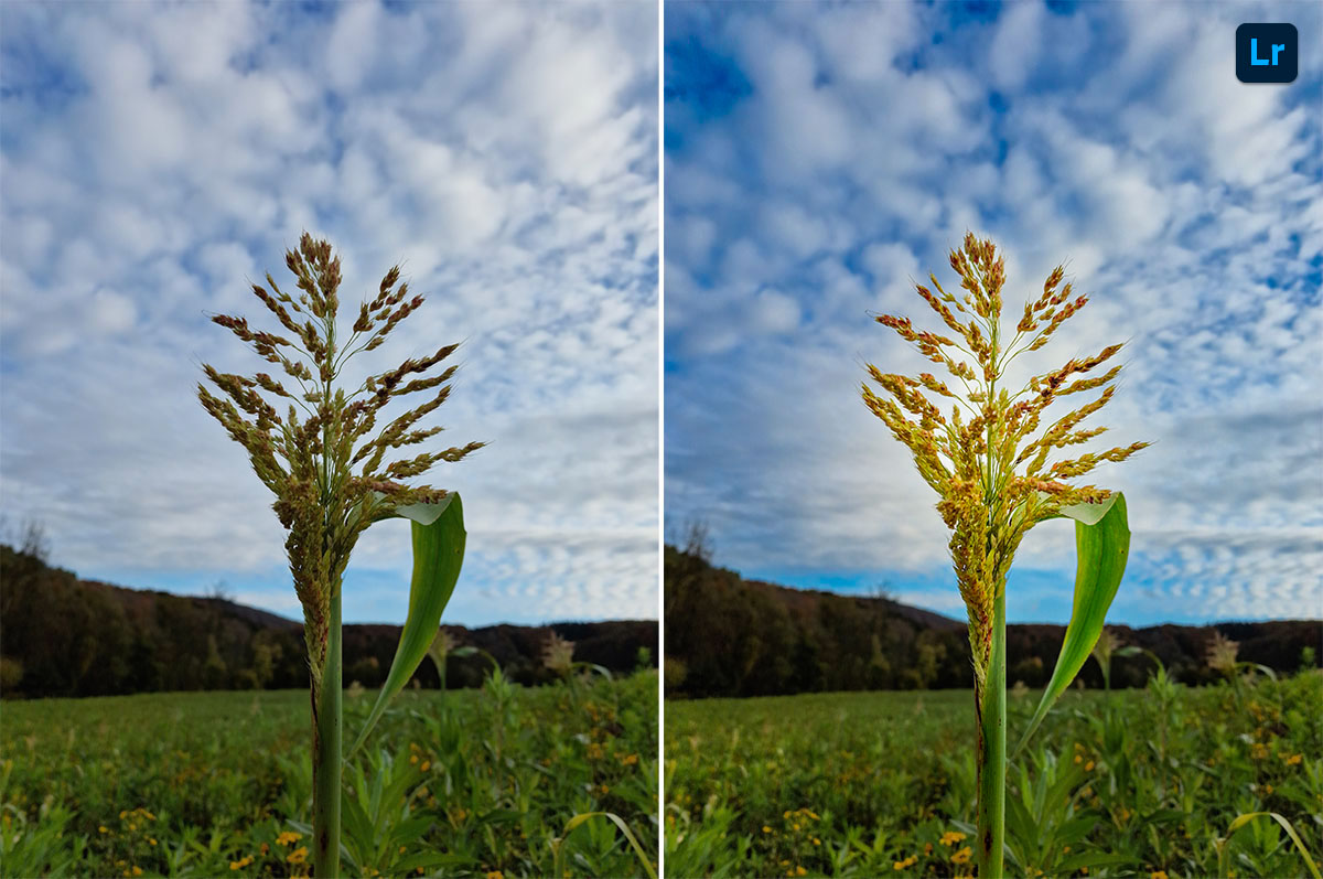 Corn plant | Edit | Photoshop Lightroom