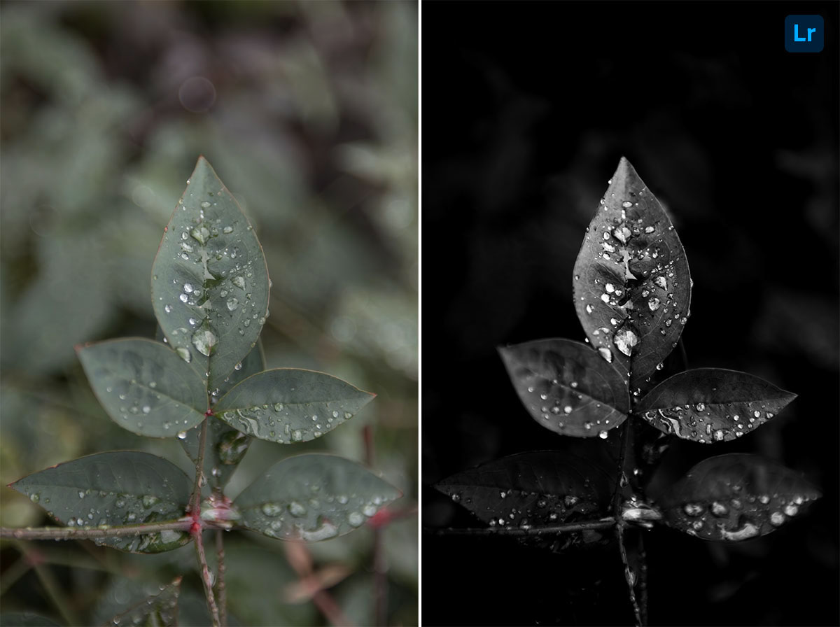 Waterdroplet on Leaf | Edit | Photoshop Lightroom