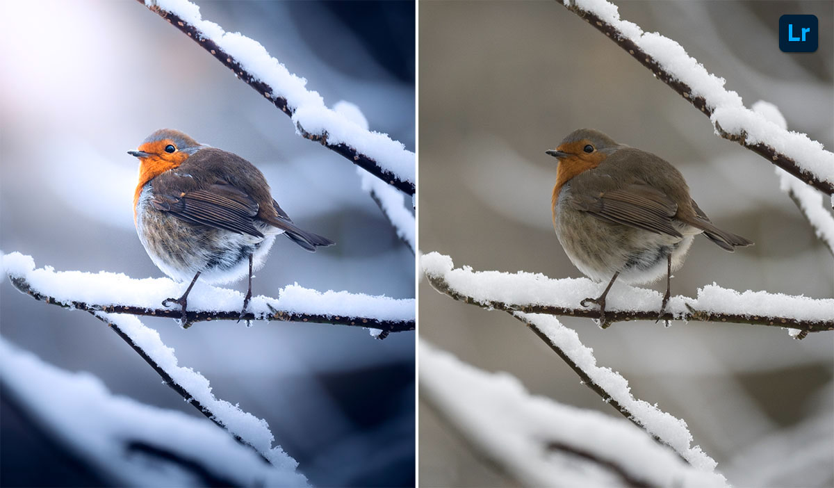 Chunky robin | Edit | Photoshop Lightroom