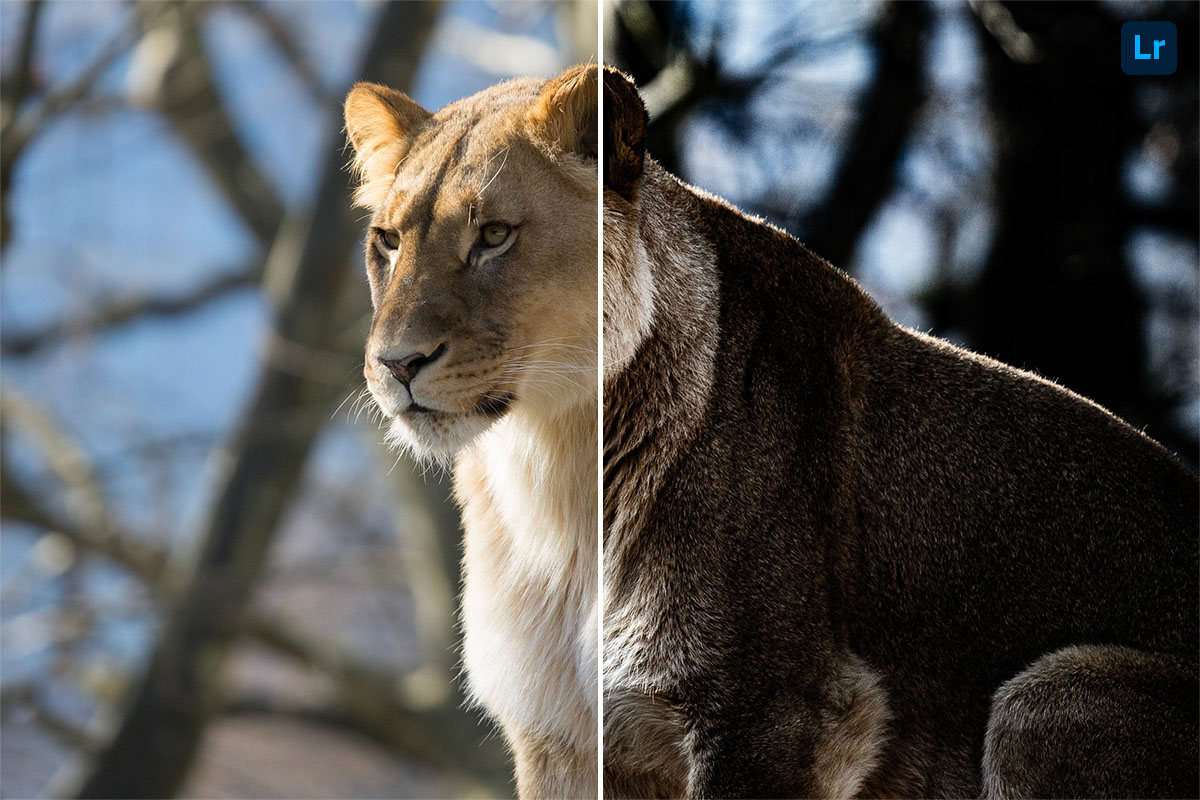 Lowe @Zoo Berlin | Edit | Photoshop Lightroom