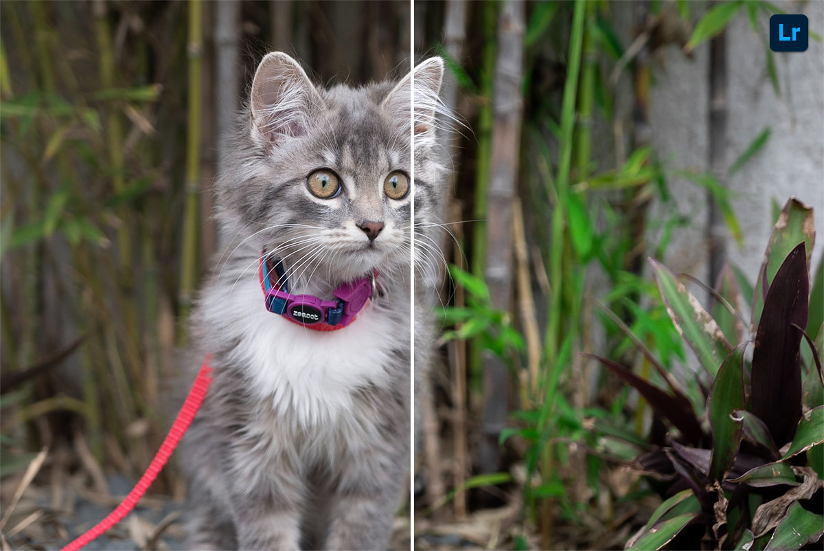 Cat | Remix | Photoshop Lightroom
