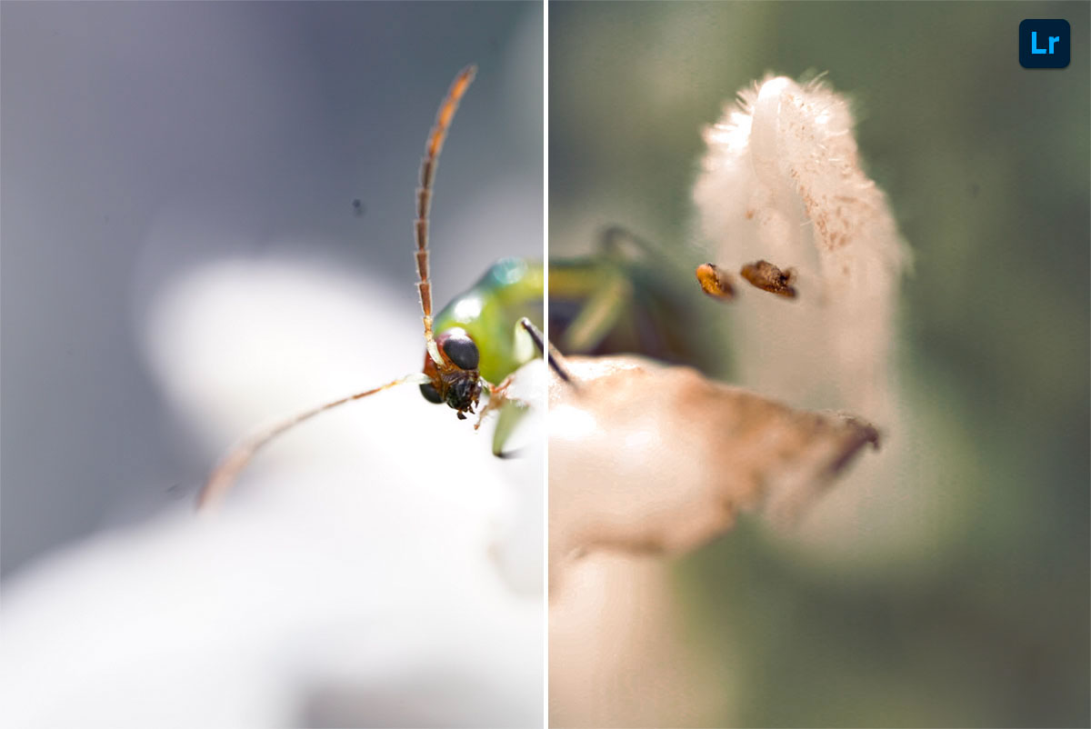 Macro insect | Edit | Photoshop Lightroom