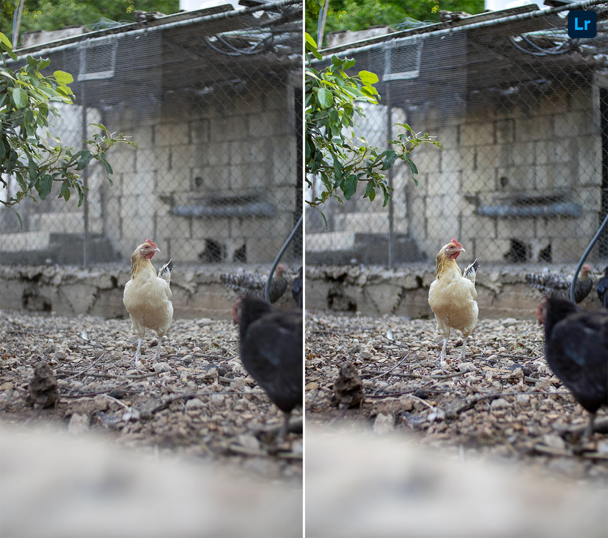 Chicken | Remix | Photoshop Lightroom