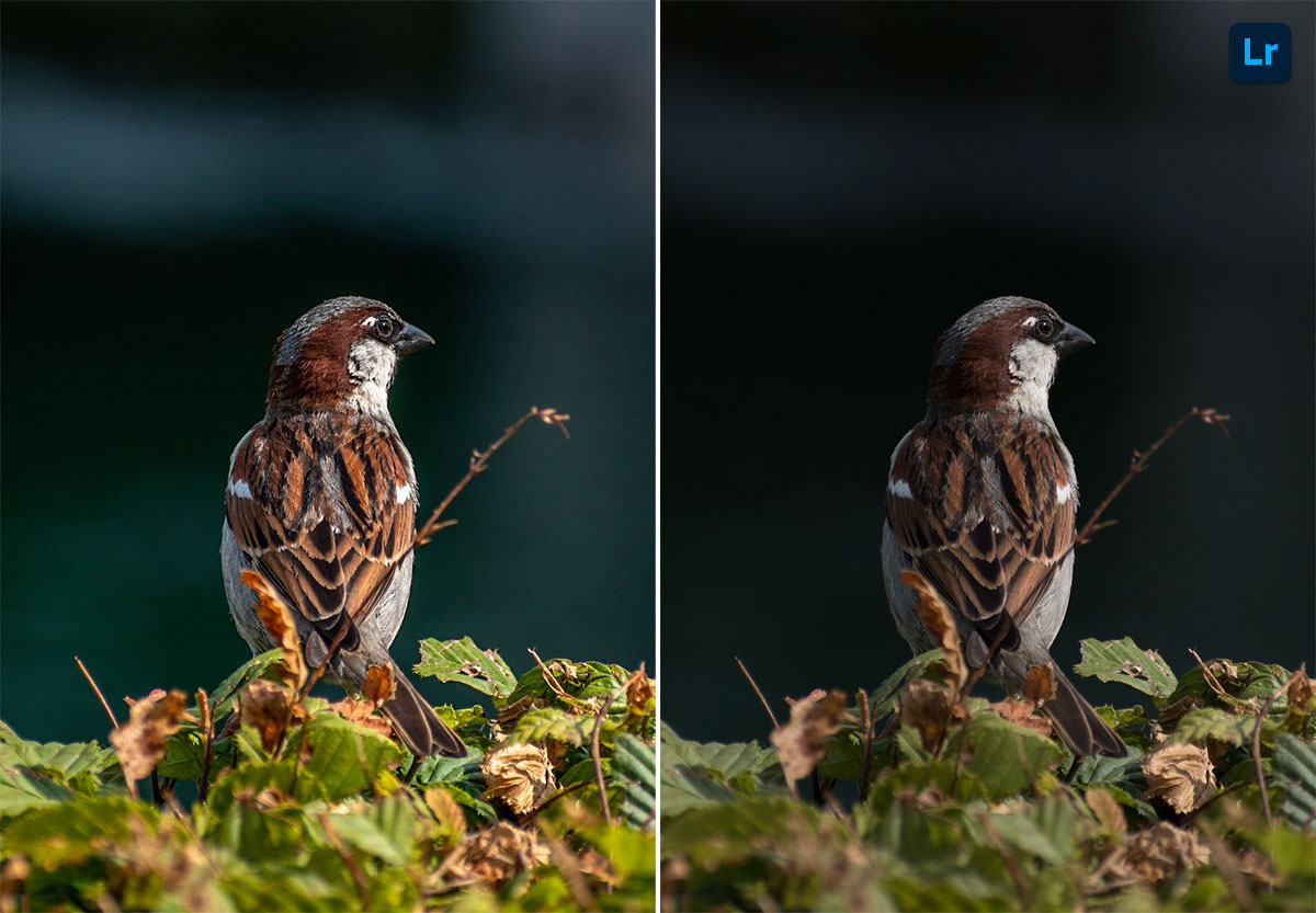 Sparrow | Edit | Photoshop Lightroom